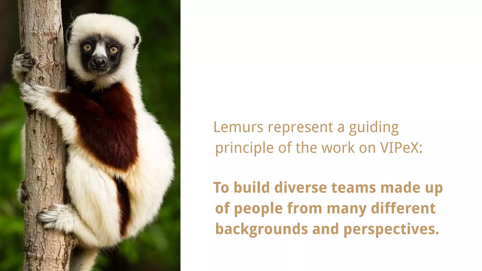 Why Is VIPeX's Mascot a Lemur? | PPT