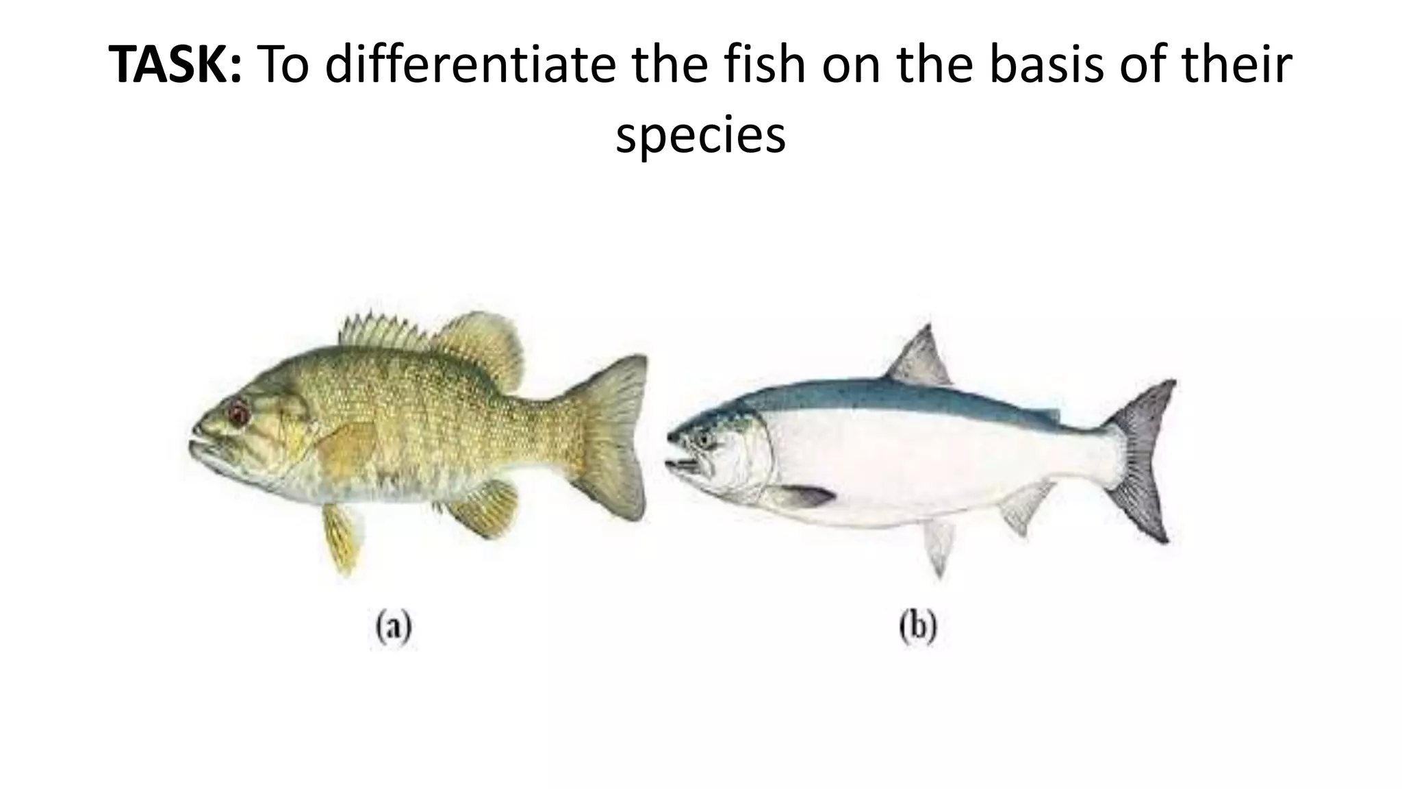 Neural Networks for Pattern Recognition | PPTX