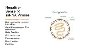 The Viral Blueprint: Comprehensive Exploration of DNA and RNA Virus ...
