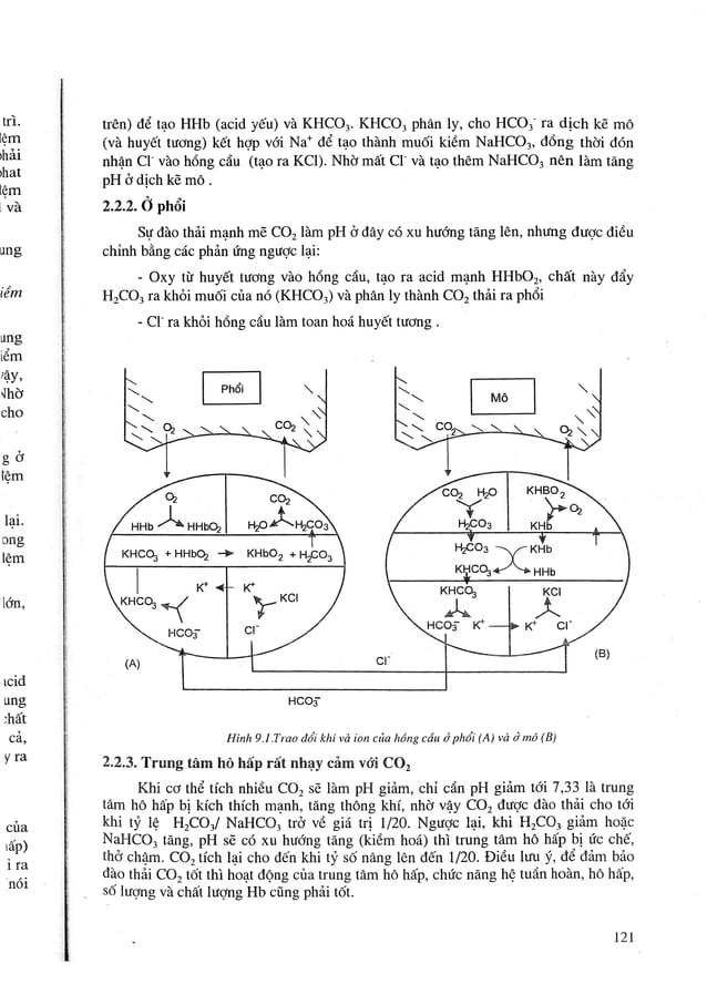 Sinh Ly Benh Hoc - DH Y HN.pdf cơ chế quan trọng | PDF