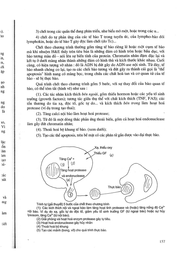 Sinh Ly Benh Hoc - DH Y HN.pdf cơ chế quan trọng | PDF