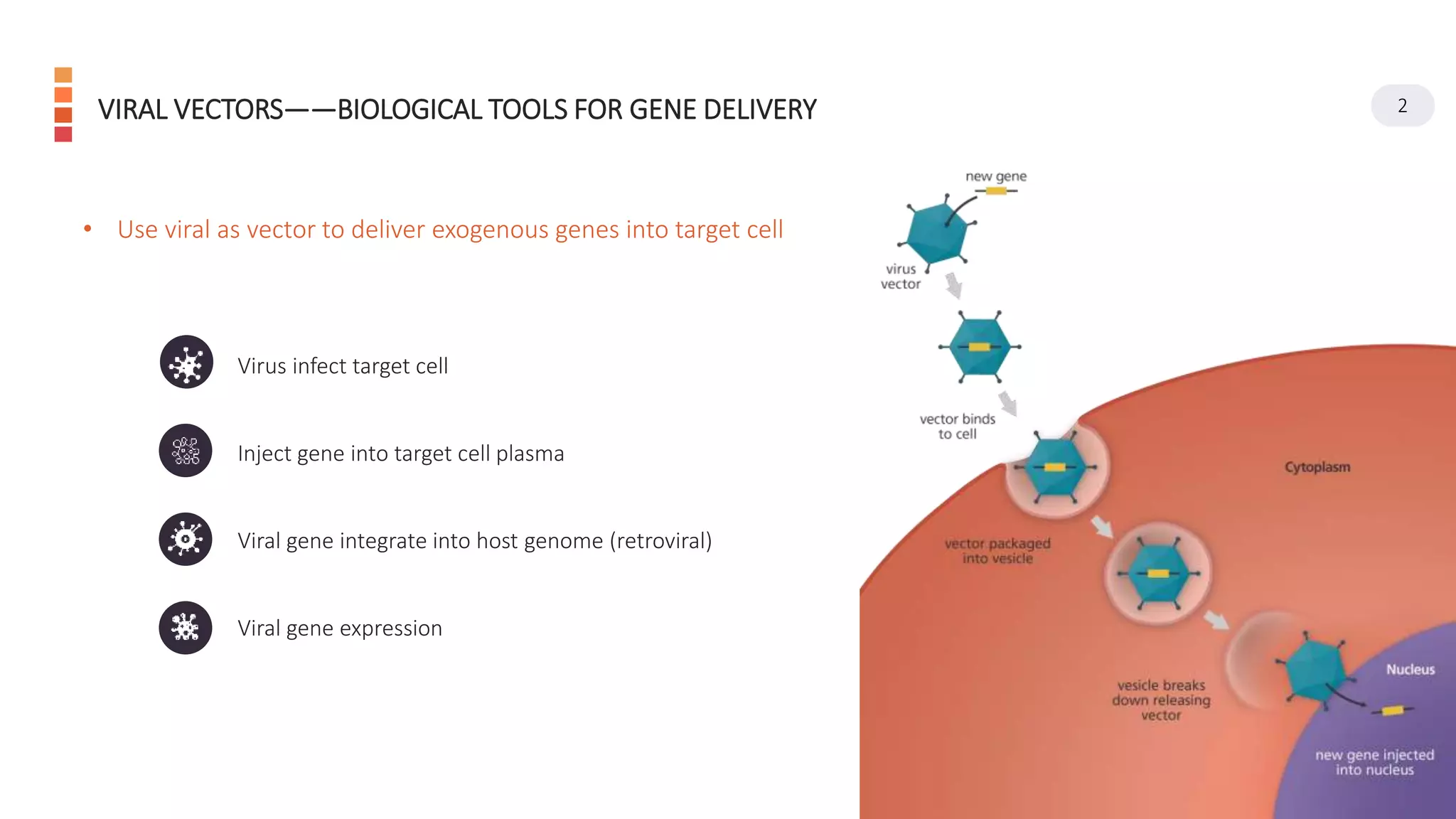 Viral Based Gene Delivery System for Car-t Cell Engineering | PPTX