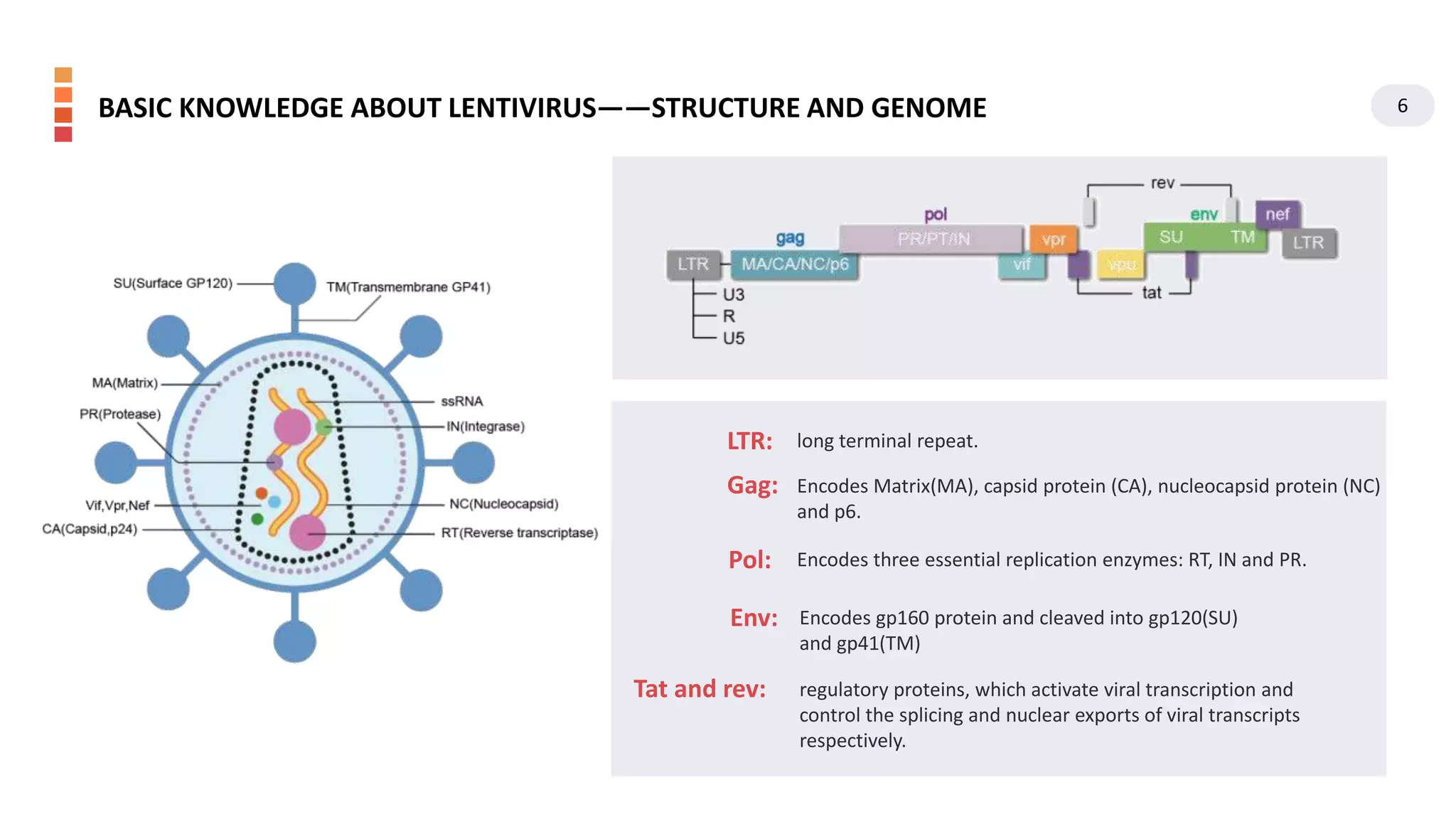 Viral Based Gene Delivery System for Car-t Cell Engineering | PPTX