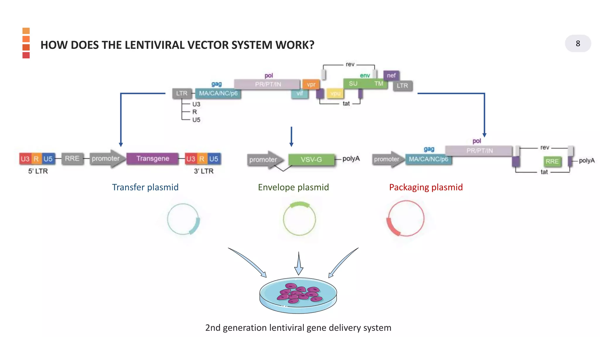 Viral Based Gene Delivery System for Car-t Cell Engineering | PPTX