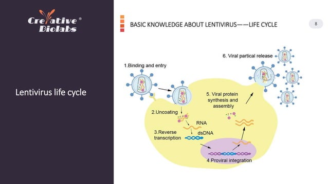 Viral Based Gene Delivery System for Car-t Cell Engineering | PPTX | Genetics | Science