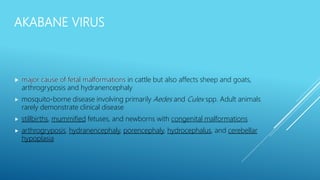 Viral abortion in Sheep and Goat By Dr.Mahdi Falsafi | PPTX