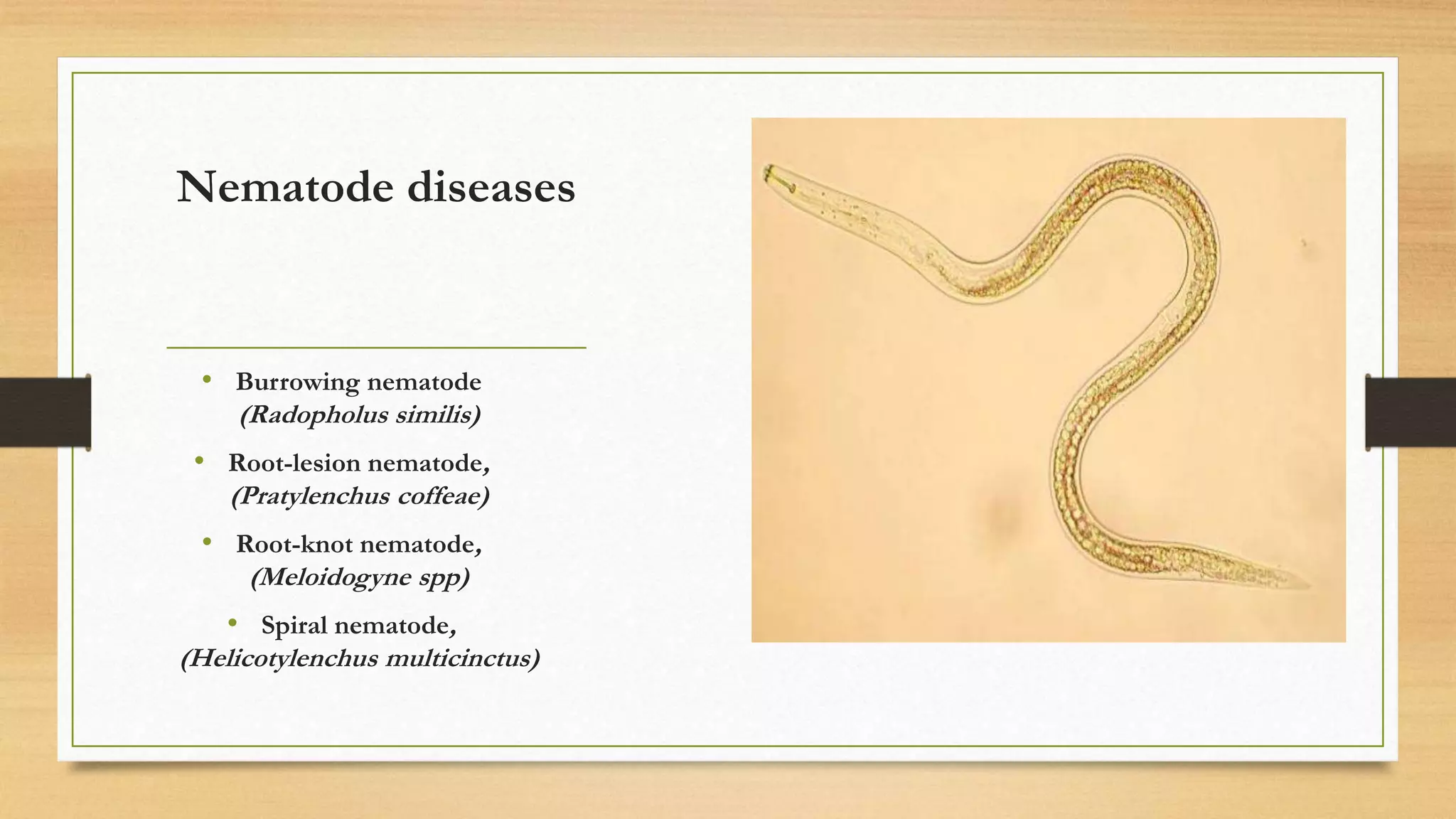 Viral and nematode diseases of banana | PPTX
