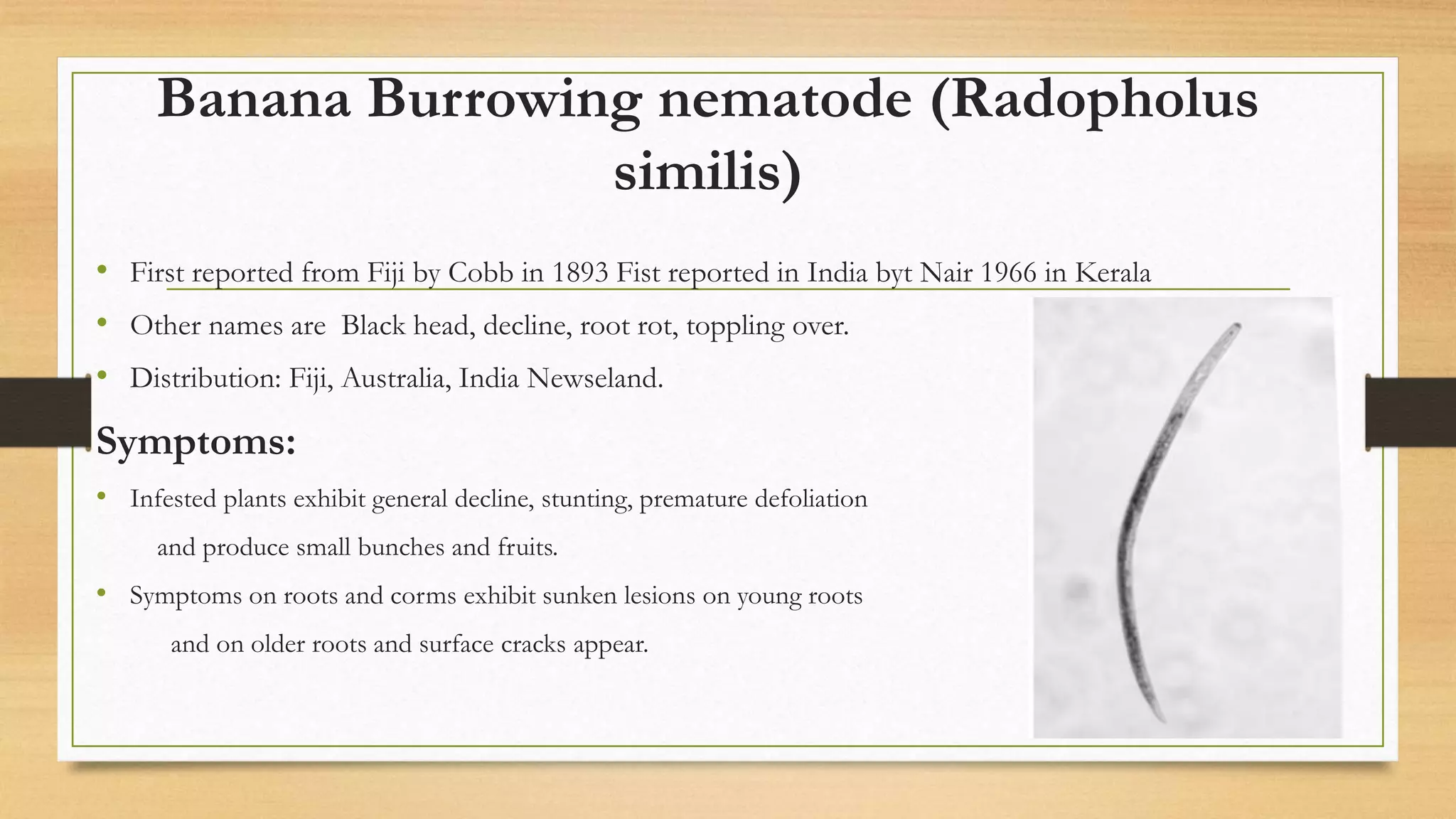 Viral and nematode diseases of banana | PPTX