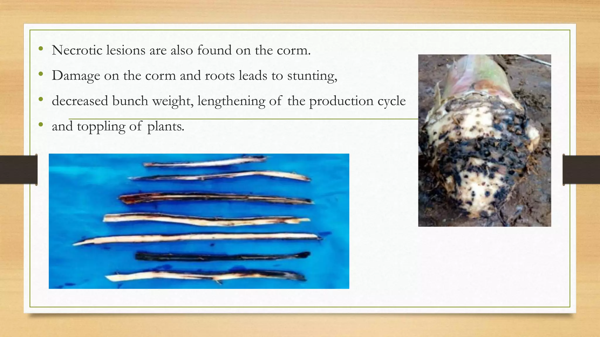 Viral and nematode diseases of banana | PPTX