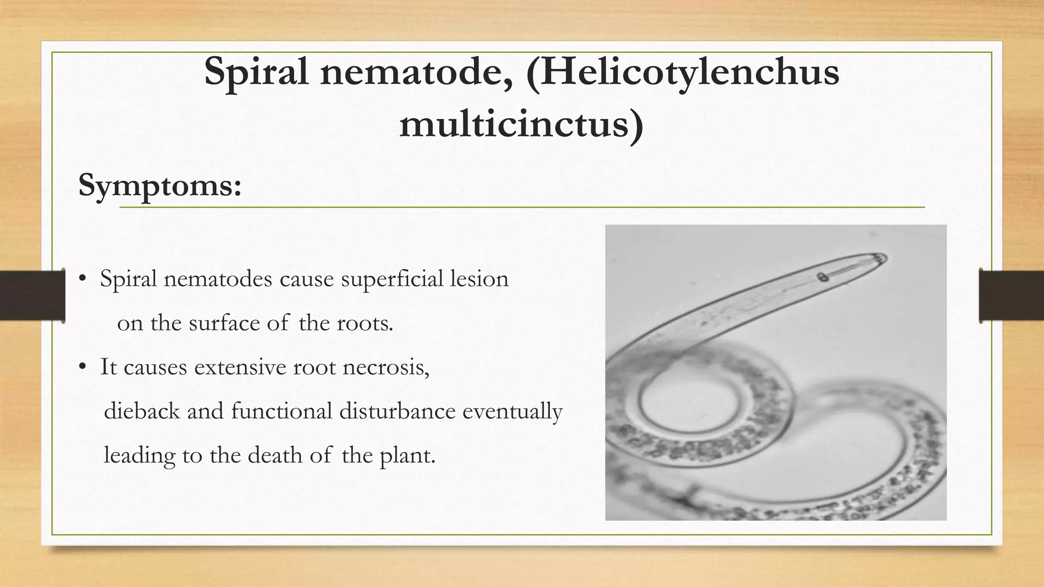 Viral and nematode diseases of banana | PPTX