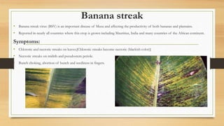 Viral and nematode diseases of banana | PPTX