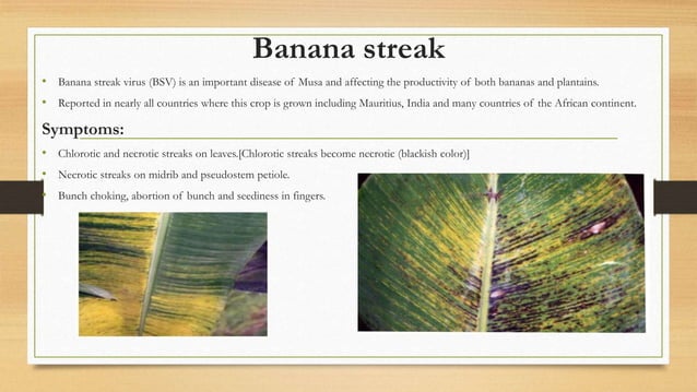 Viral and nematode diseases of banana | PPTX
