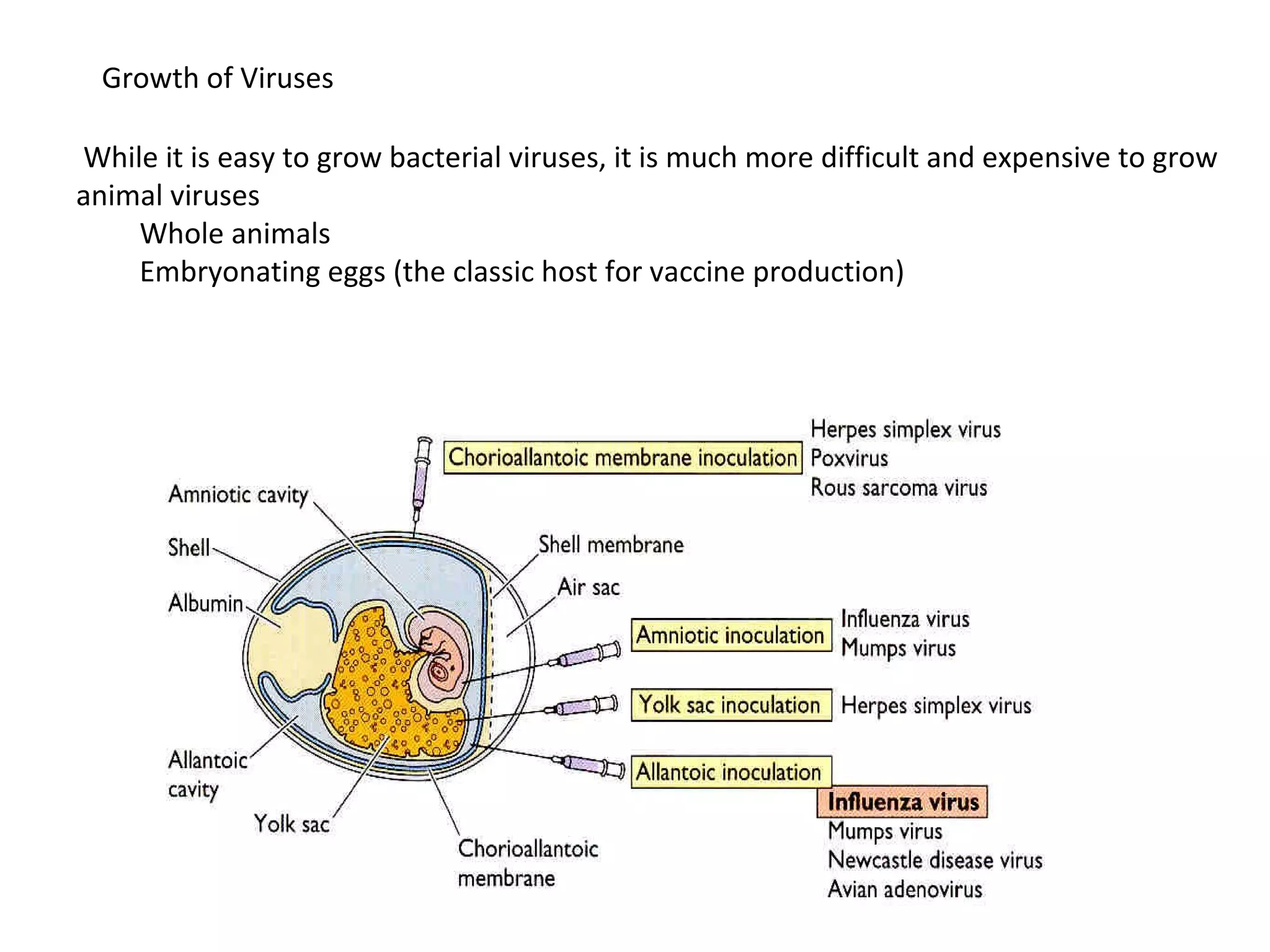 Viral assay | PPT