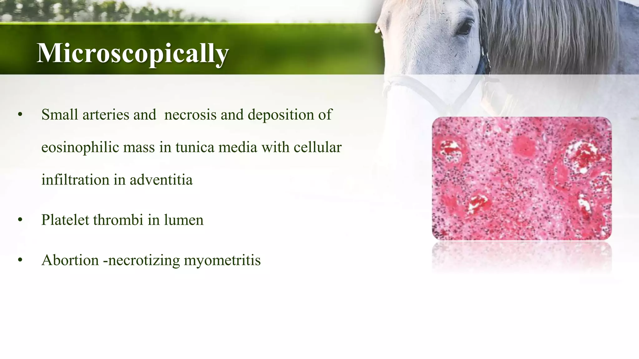 Viral causes of reproductive diseases in equine | PPTX