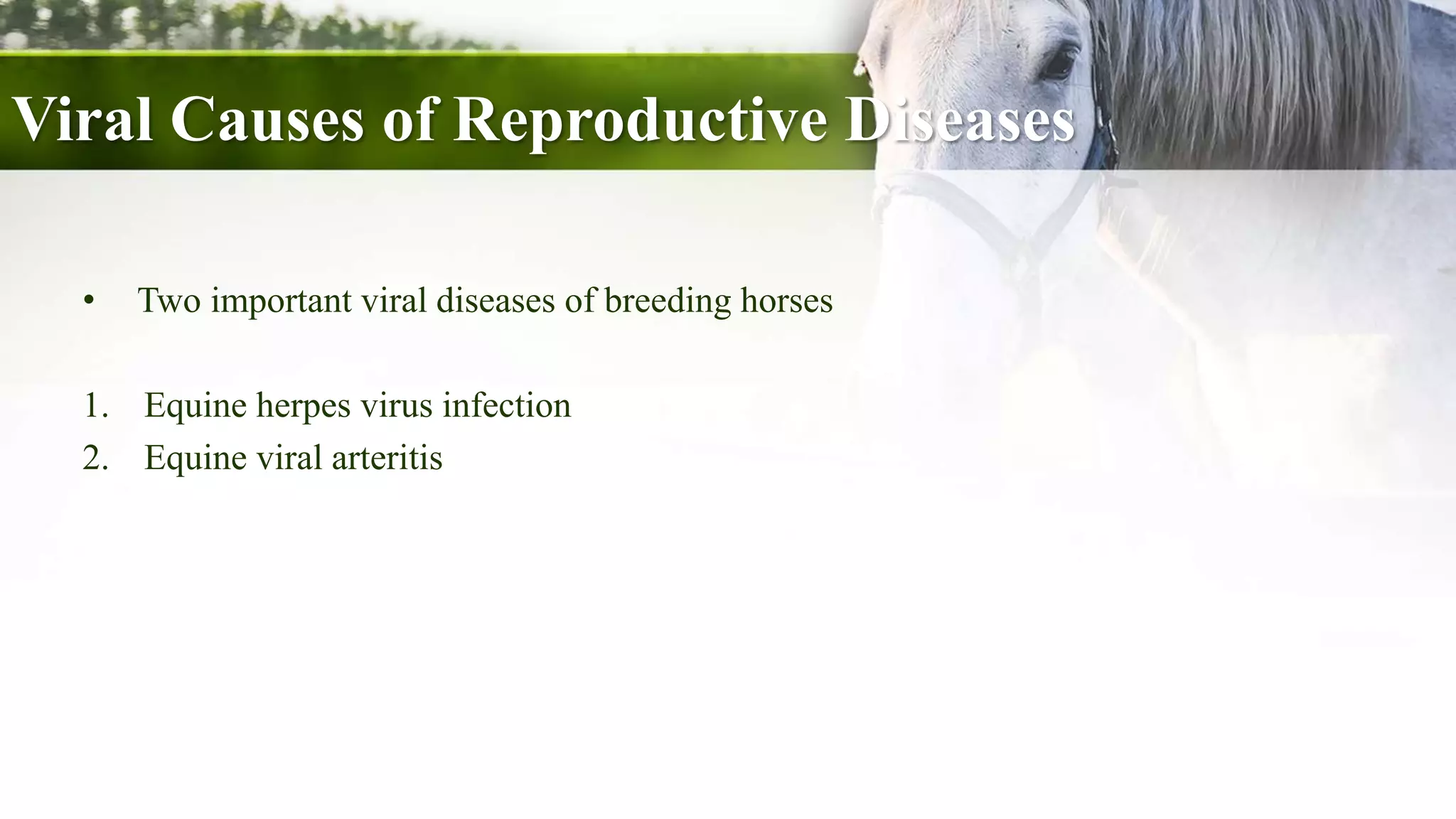 Viral causes of reproductive diseases in equine | PPTX
