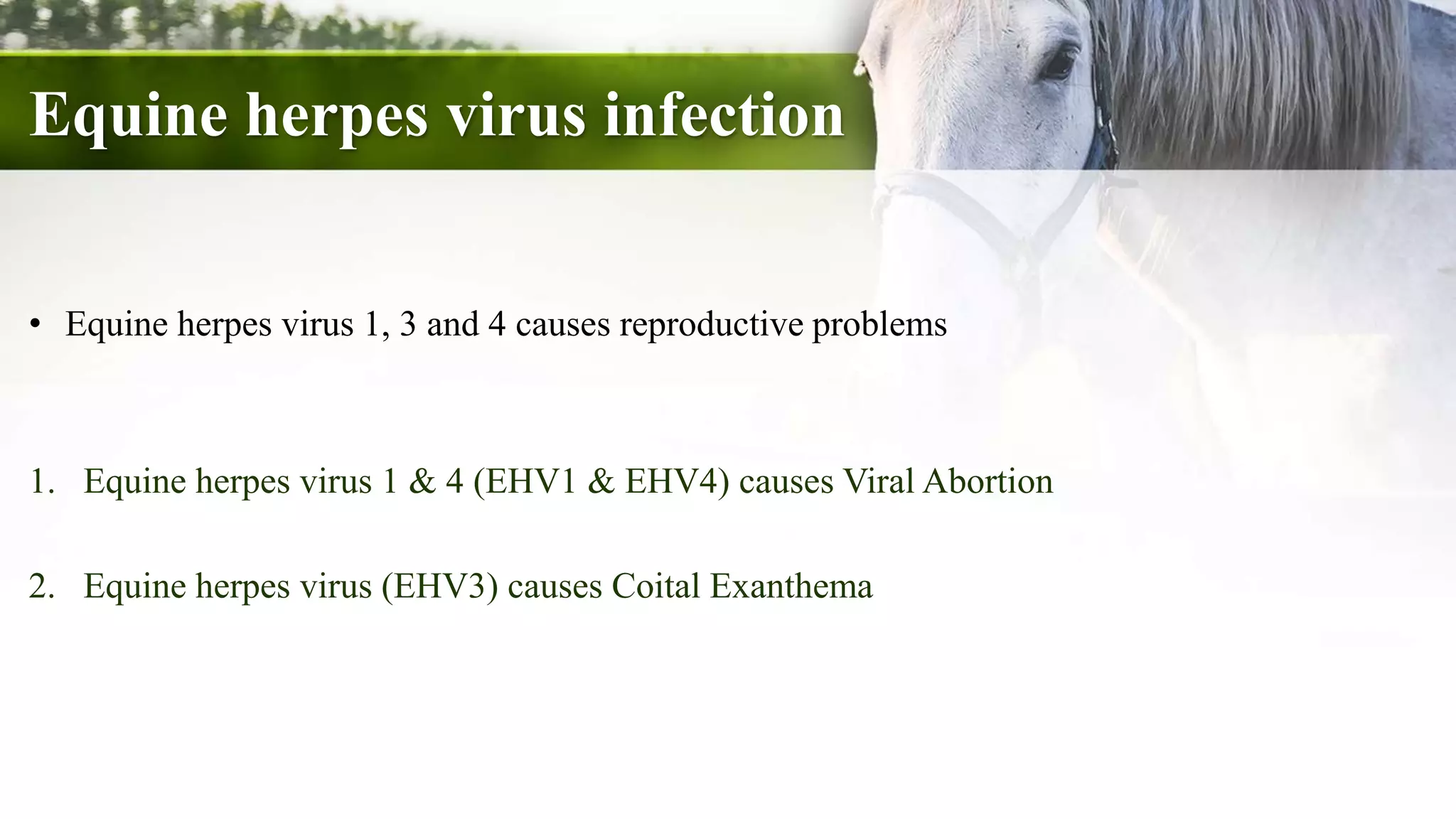 Viral causes of reproductive diseases in equine | PPTX