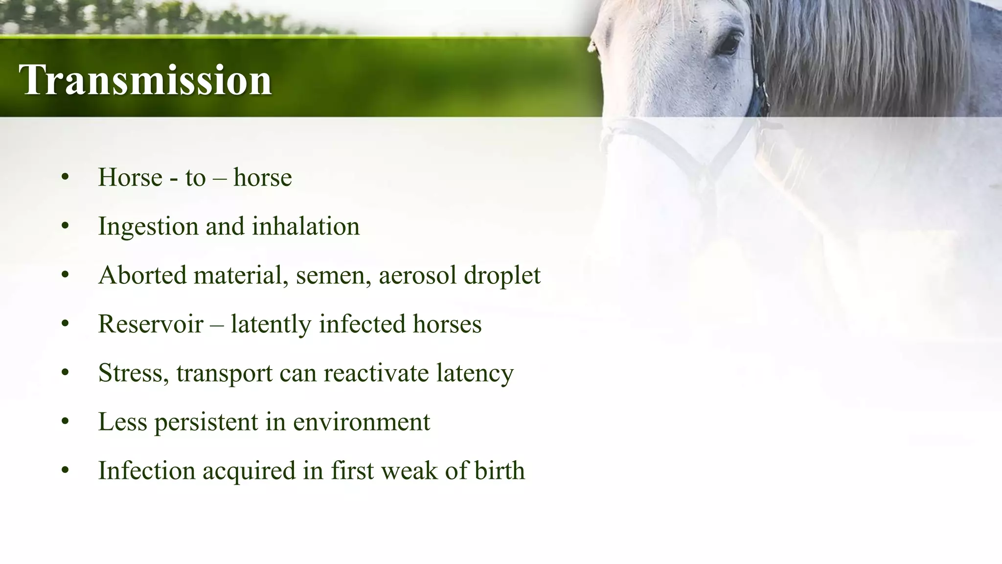 Viral causes of reproductive diseases in equine | PPTX