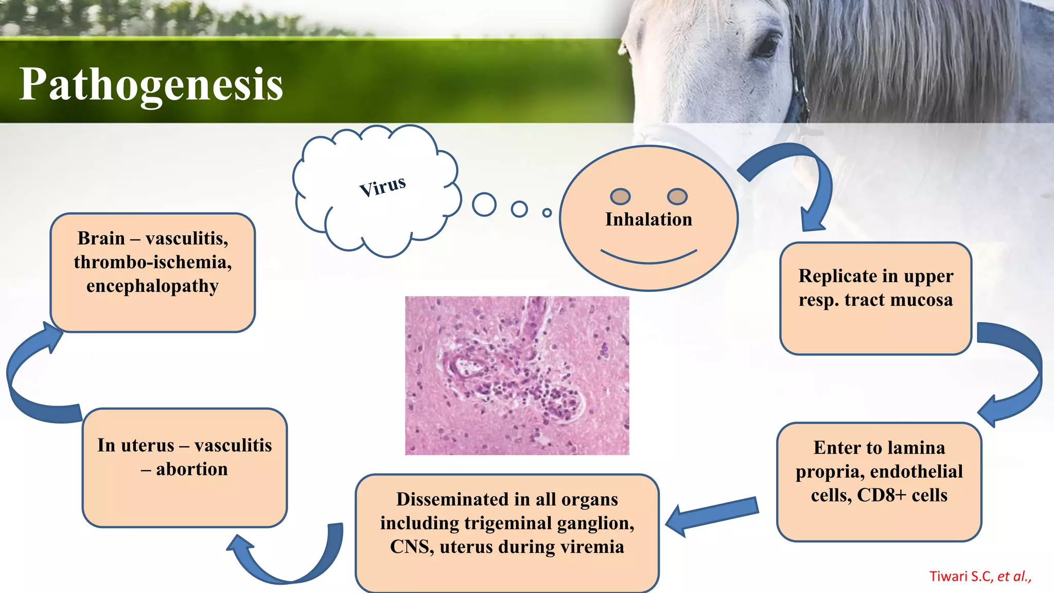 Viral causes of reproductive diseases in equine | PPTX