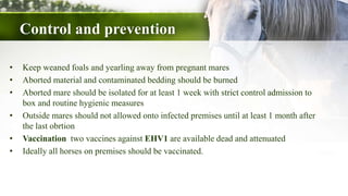 Viral causes of reproductive diseases in equine | PPTX
