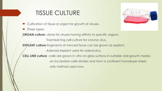 VIRAL CELL CULTURE AND ITS IDENTIFICATION.pptx