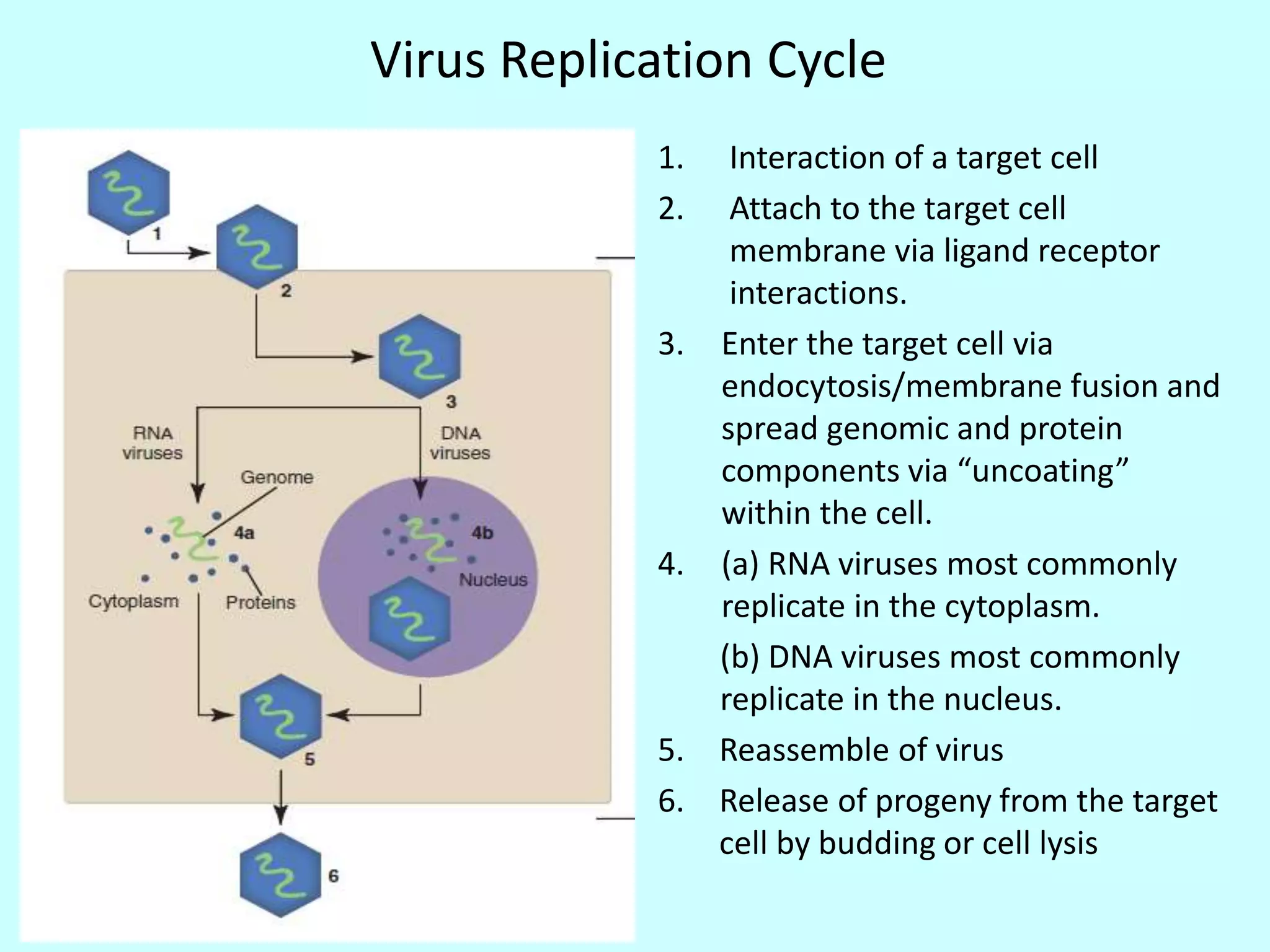 Viral classification and Types of Replication in virus | PPTX