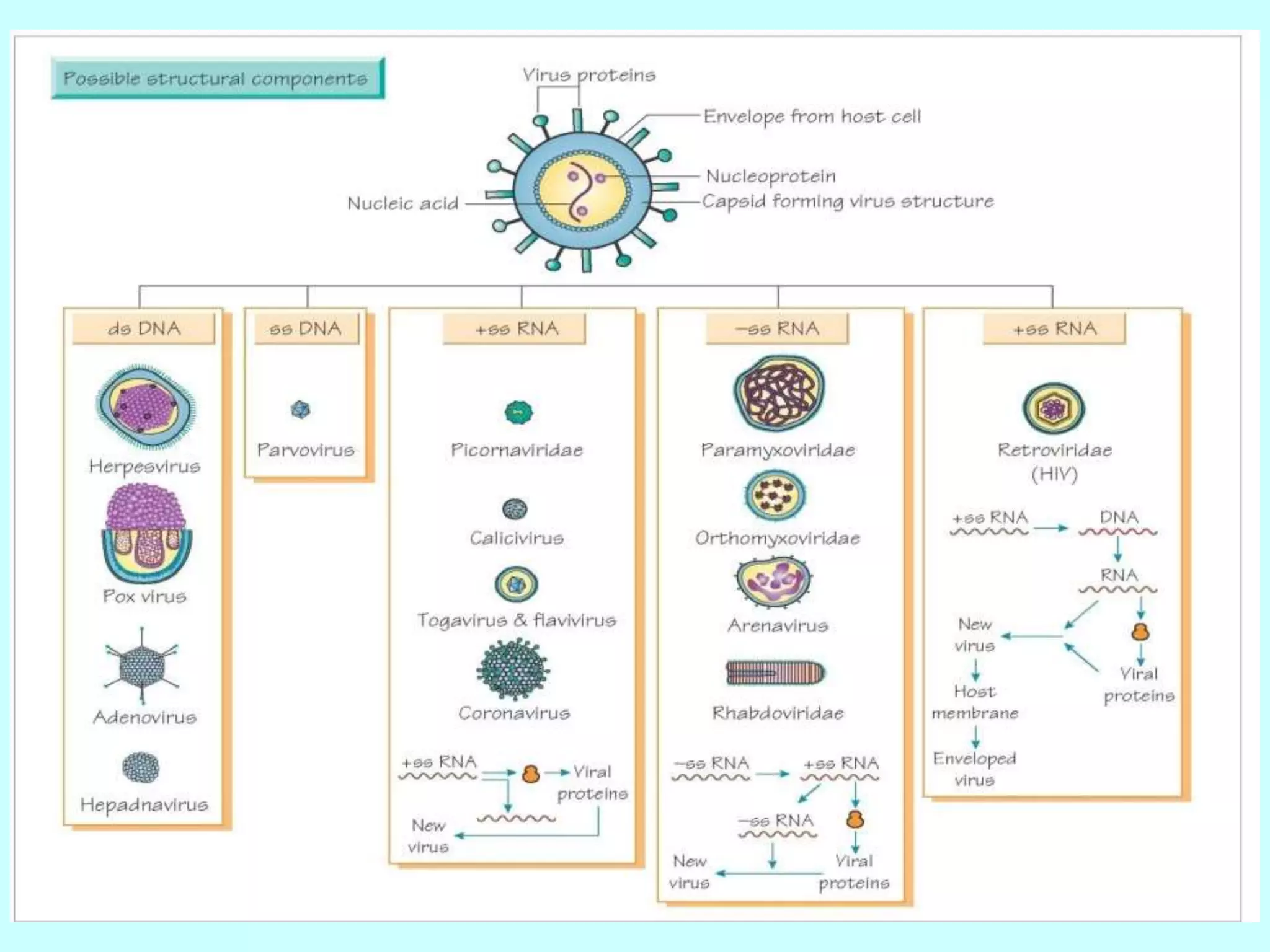 Viral classification and Types of Replication in virus | PPTX