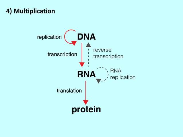 Viral classification and Types of Replication in virus | PPTX ...