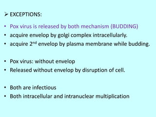 Viral classification and Types of Replication in virus | PPTX