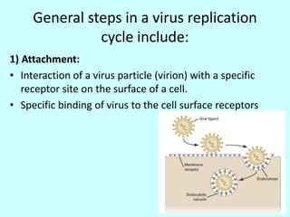 Viral classification and Types of Replication in virus | PPTX