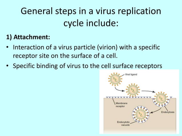 Viral classification and Types of Replication in virus | PPT