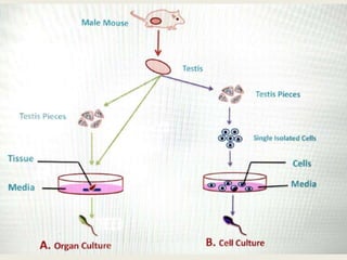 Cultivation of Virus | PPTX