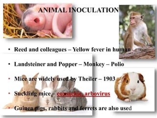 Cultivation of Virus | PPTX