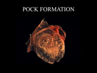 Cultivation of Virus | PPTX