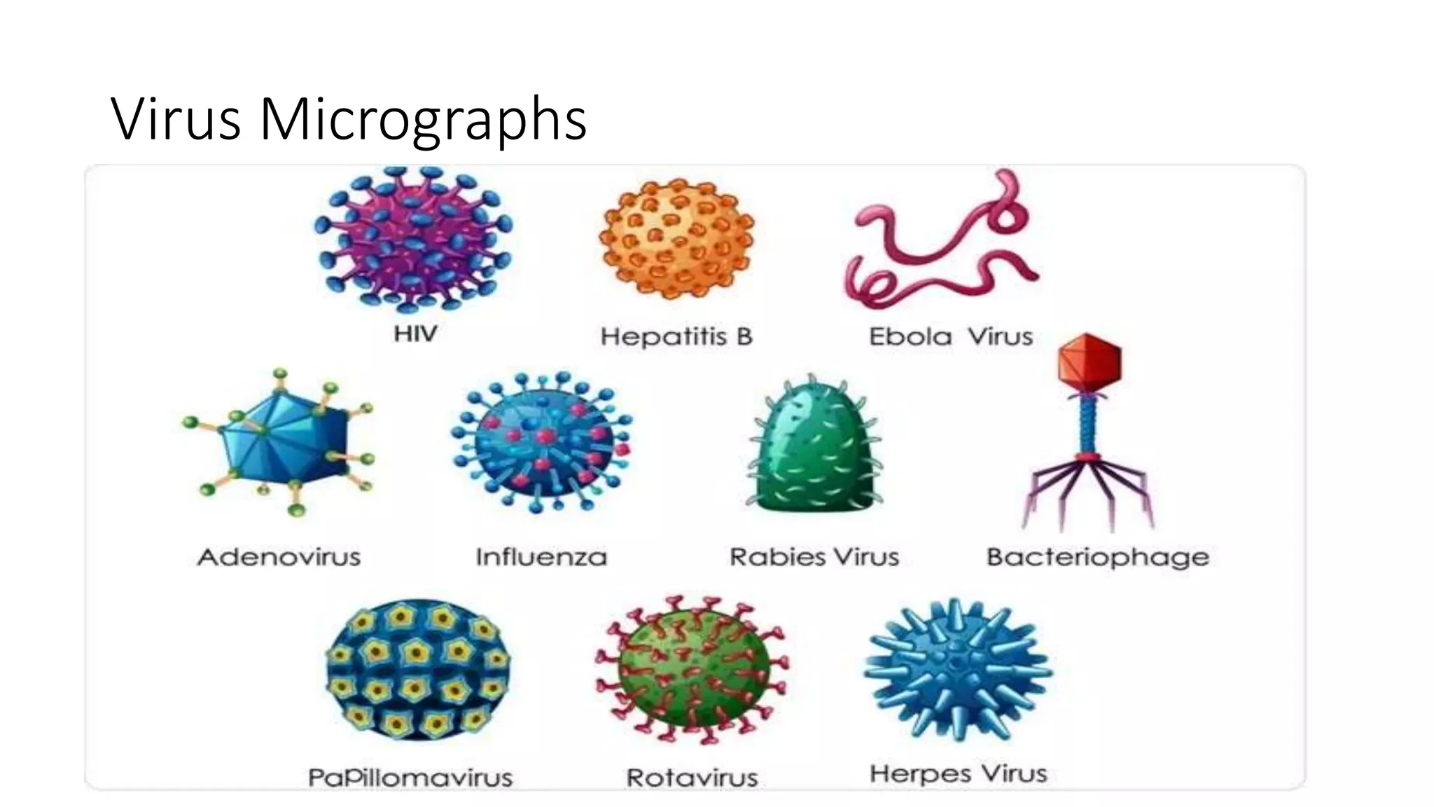 Viral Cultivation and Identification Technique.pptx