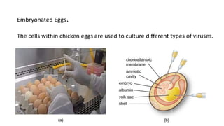 Viral Cultivation and Identification Technique.pptx
