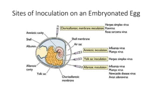 Viral Cultivation and Identification Technique.pptx
