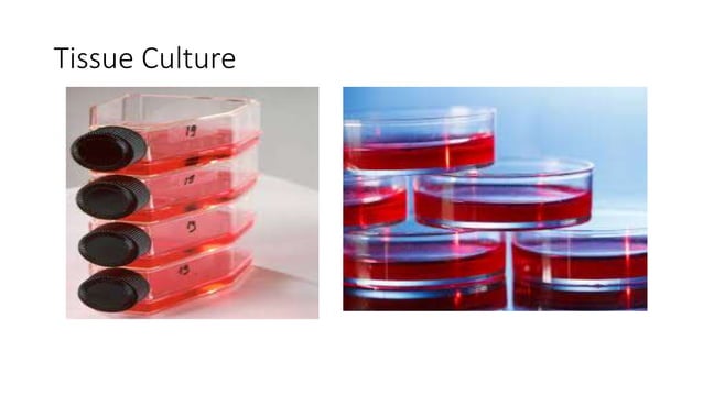 Viral Cultivation and Identification Technique.pptx