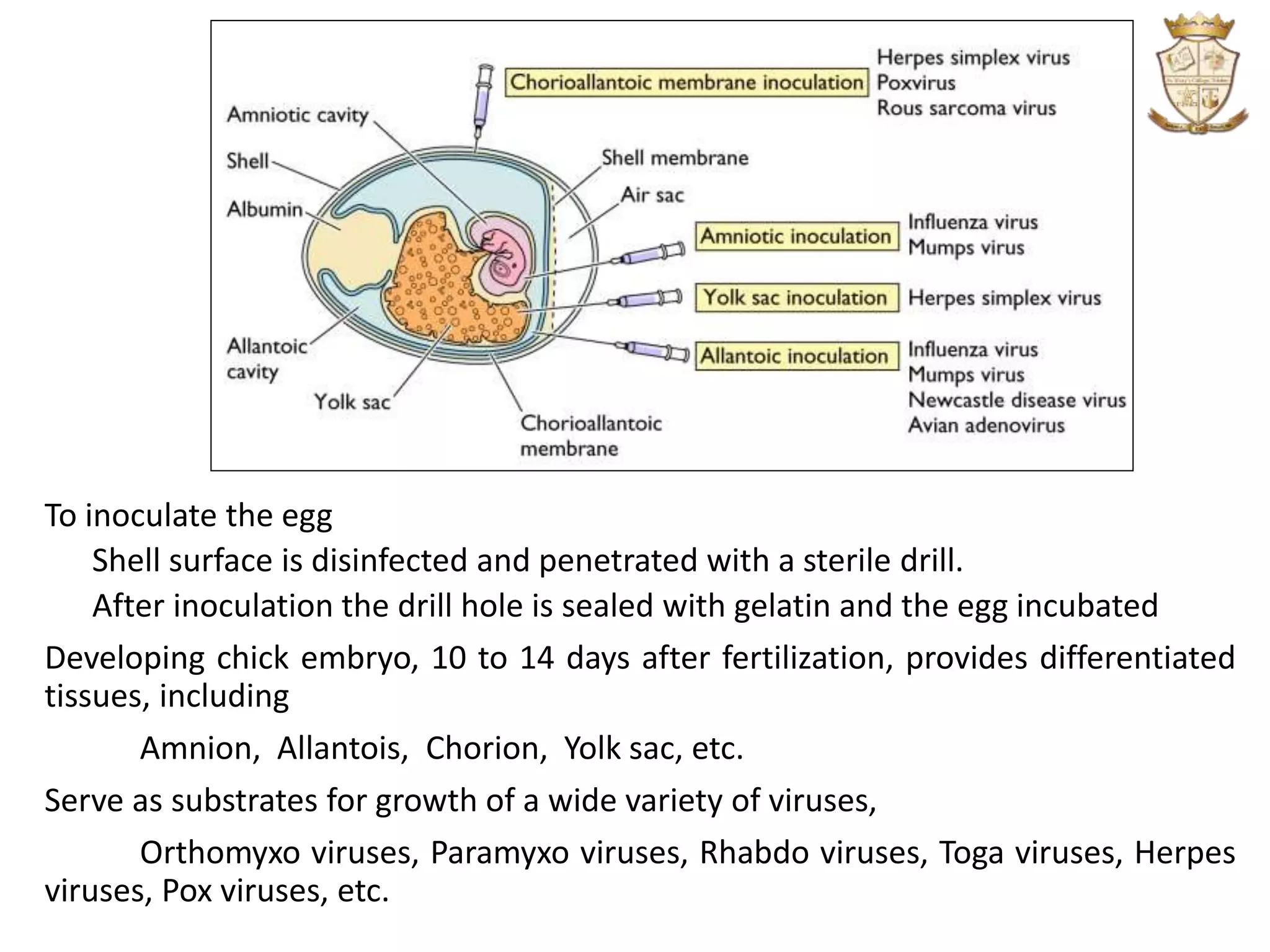 Viral cultivation techniques | PPTX