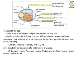 Viral cultivation techniques | PPTX