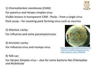 Viral cultivation techniques | PPTX
