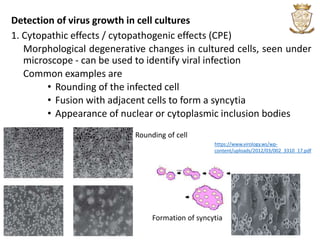 Viral cultivation techniques | PPTX
