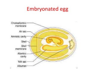 Viral diagnosis | PPTX