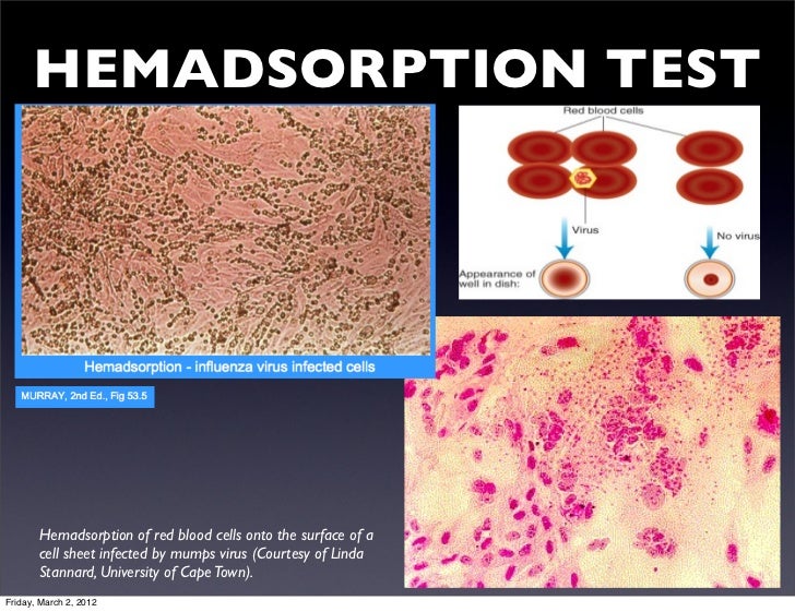 Viral diagnostics eac for finals