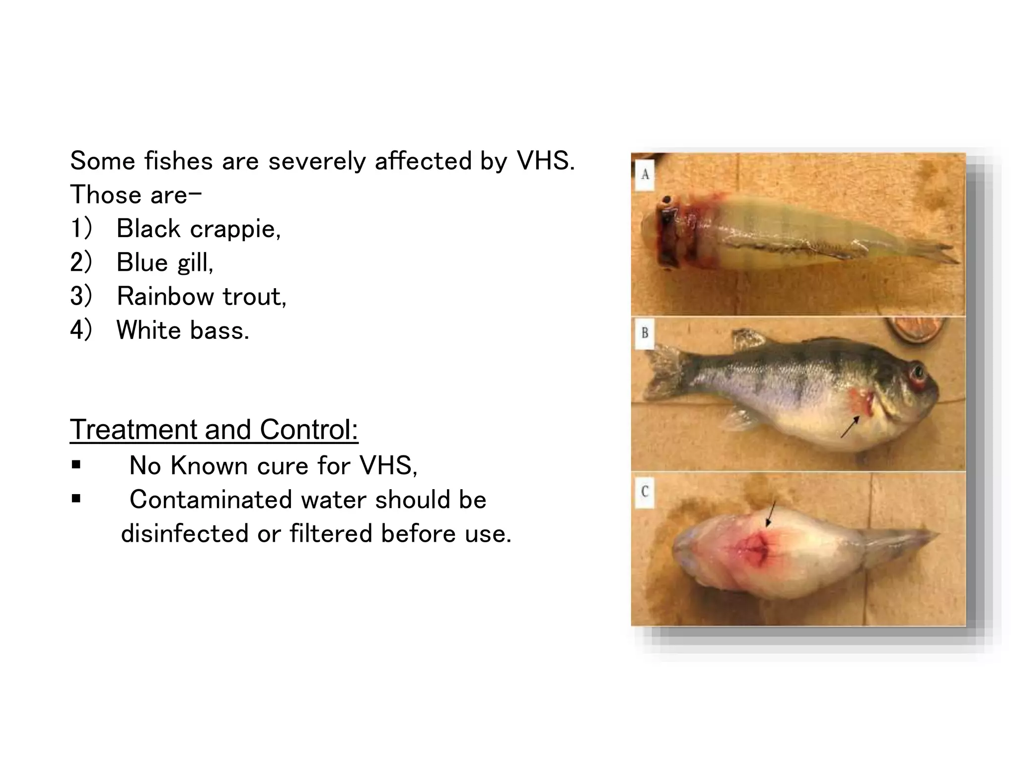 Viral disease in fishes.pptx