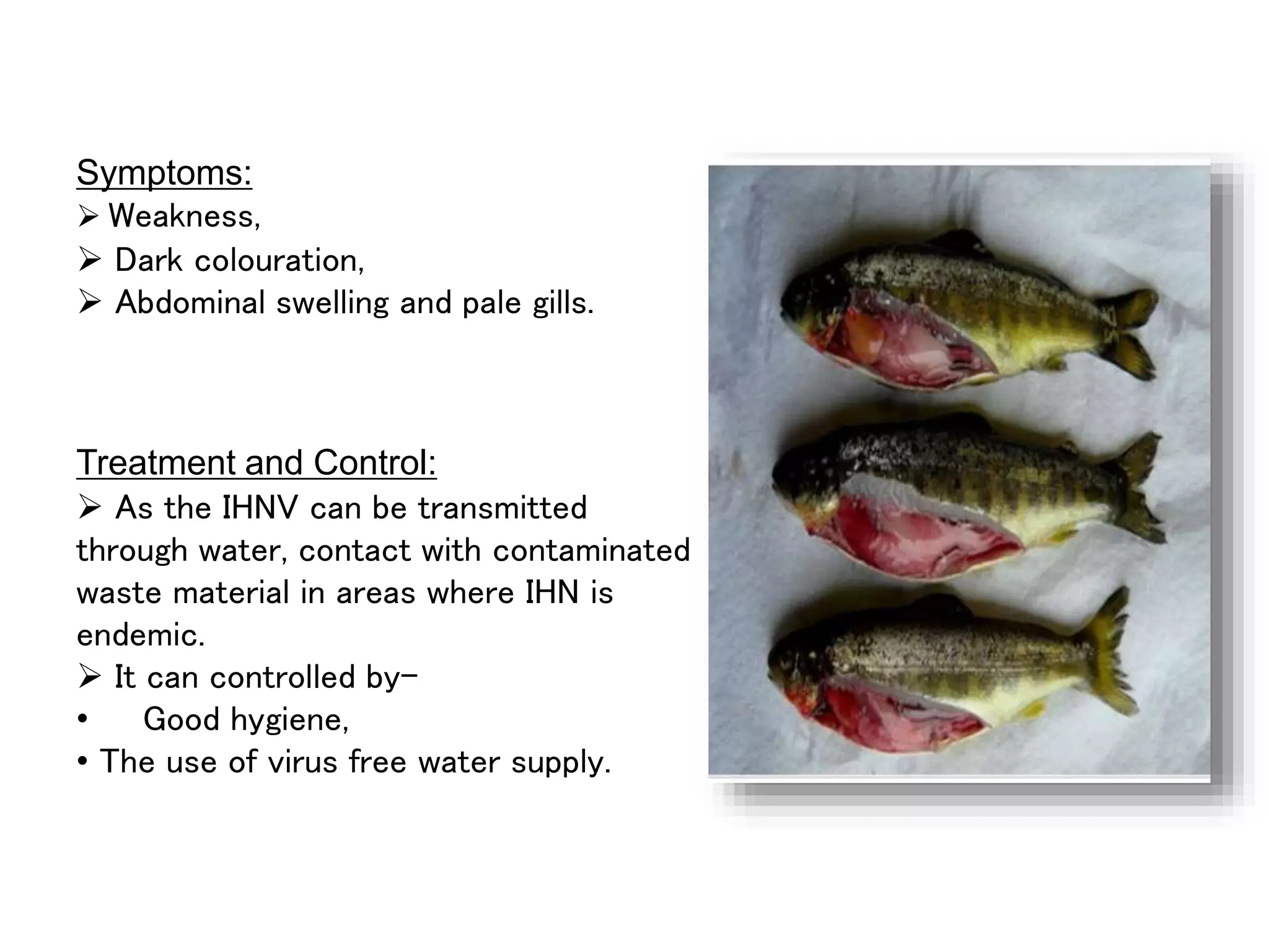 Viral disease in fishes.pptx