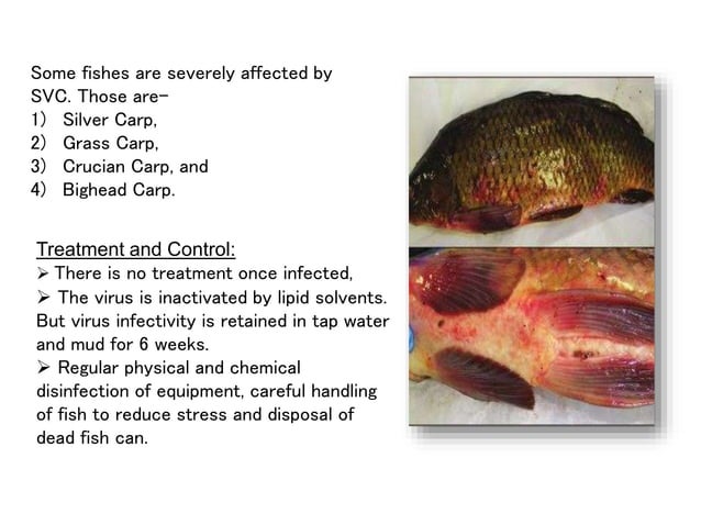 Viral disease in fishes.pptx