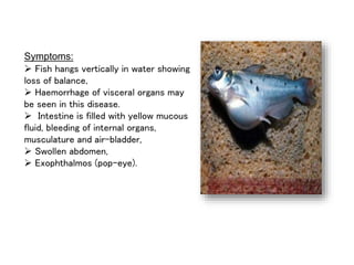 Viral disease in fishes.pptx