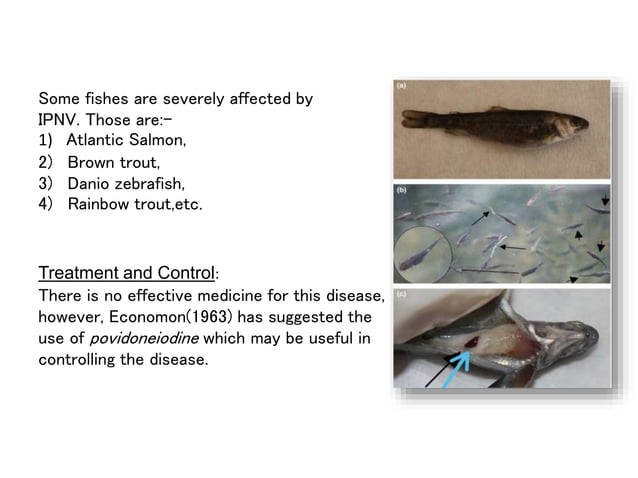 Viral disease in fishes.pptx