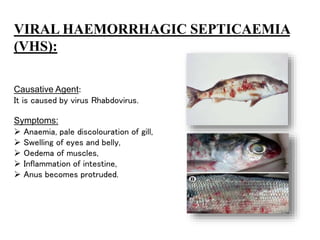 Viral disease in fishes.pptx