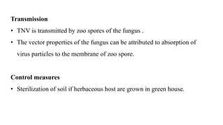 Viral Disease of Plants | PPTX
